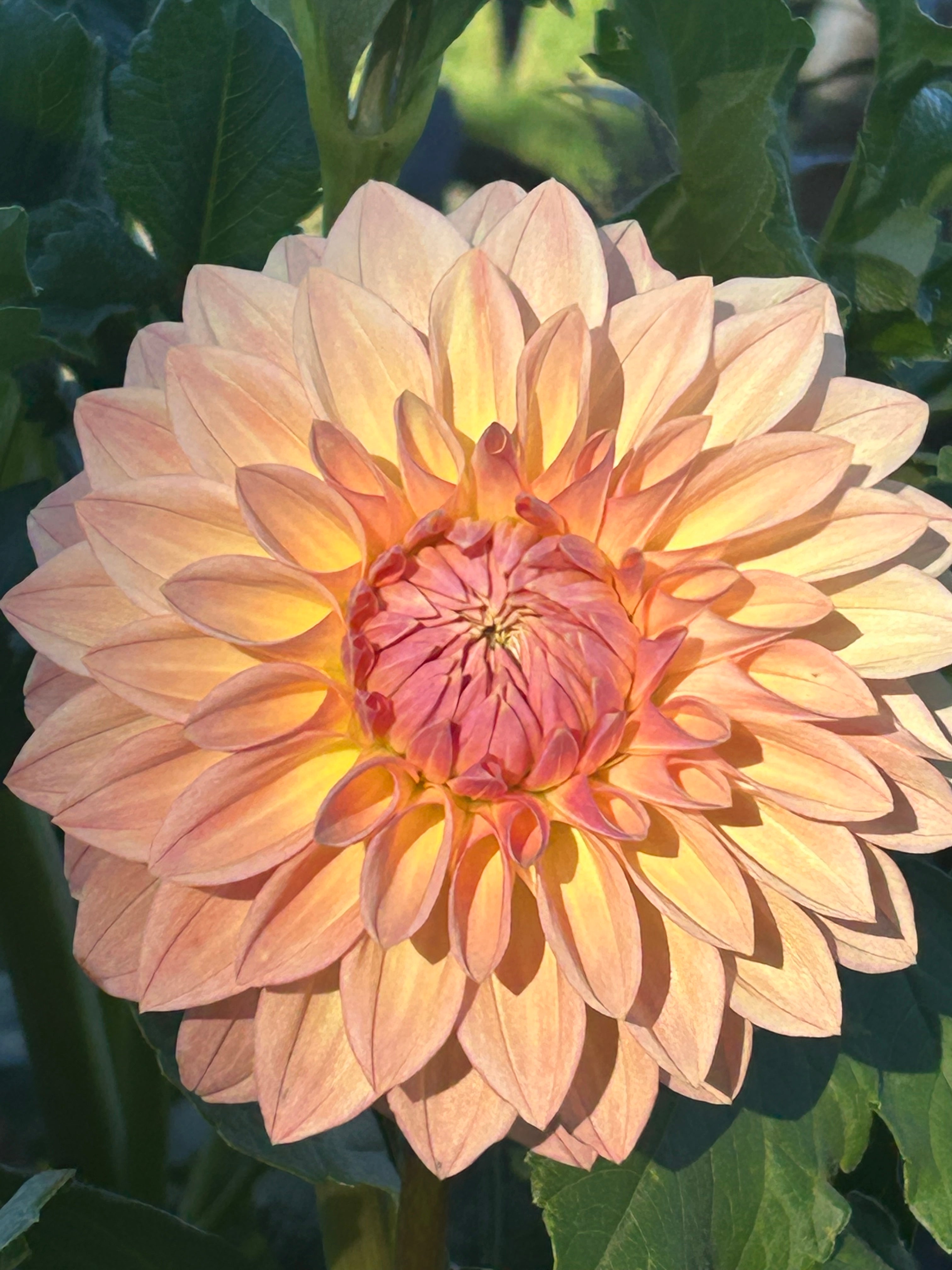 Bloomquist Alan – Salty Creek Flower Farm