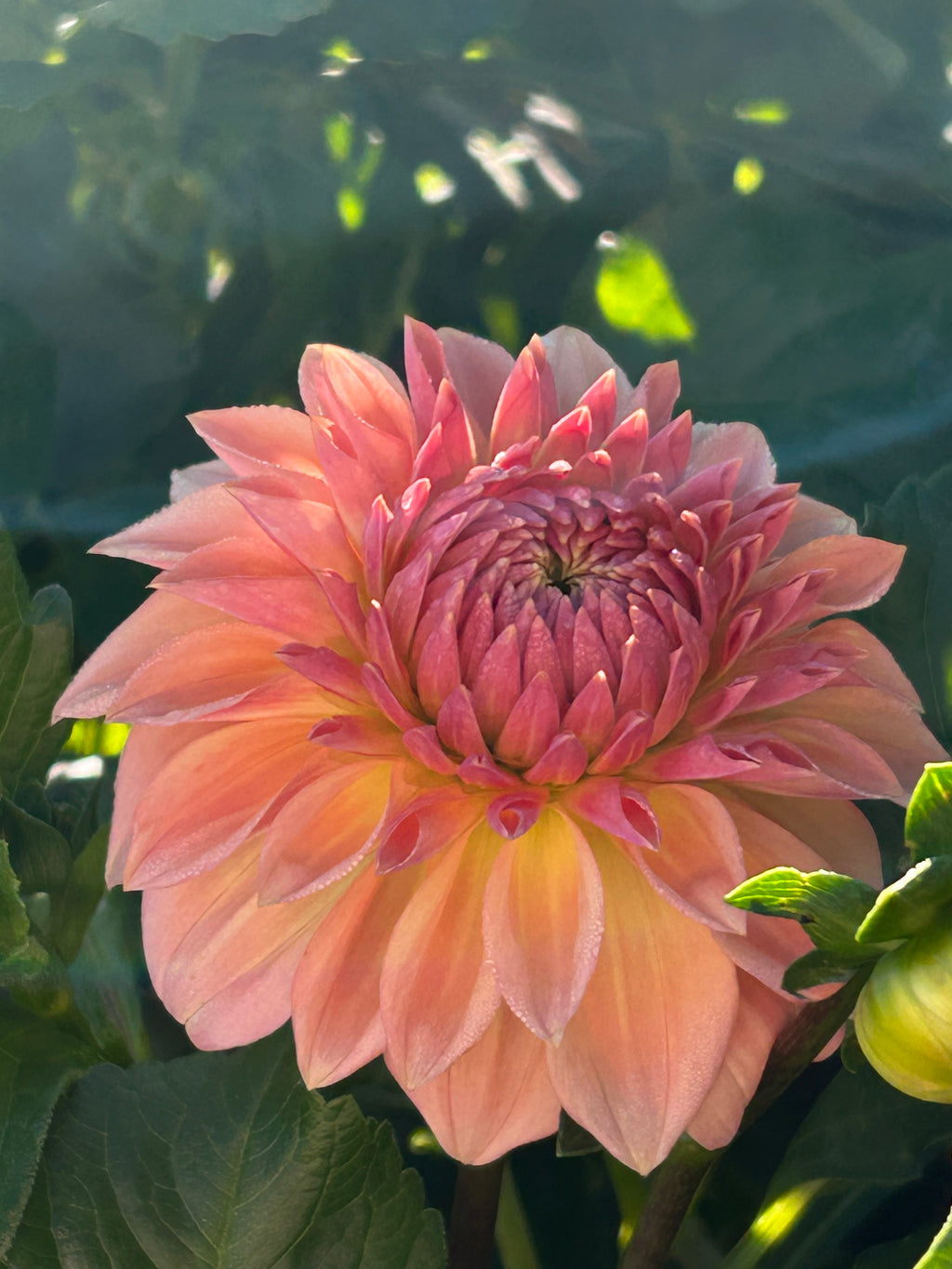 Bloomquist Alan – Salty Creek Flower Farm